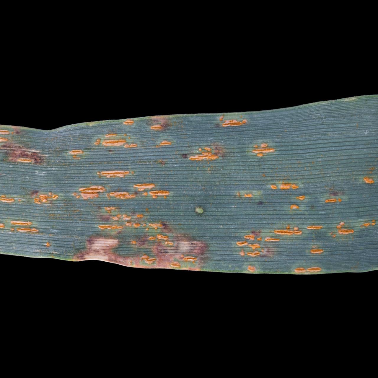 Oat Leaf Semantic Segmentation Semantic Segmentation Dataset And Pre
