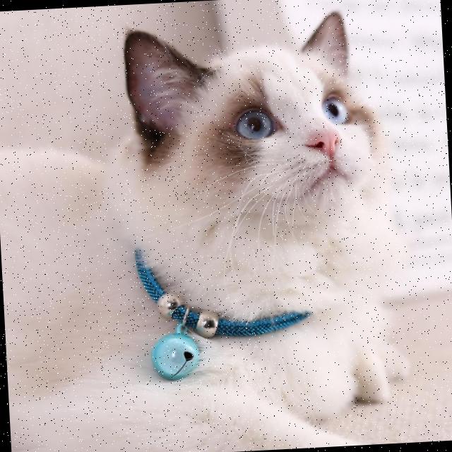 Stray Cat Object Detection Dataset And Pre Trained Model By Stray Cats