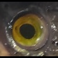Fish Eye Freshness Classification Dataset by HansLab