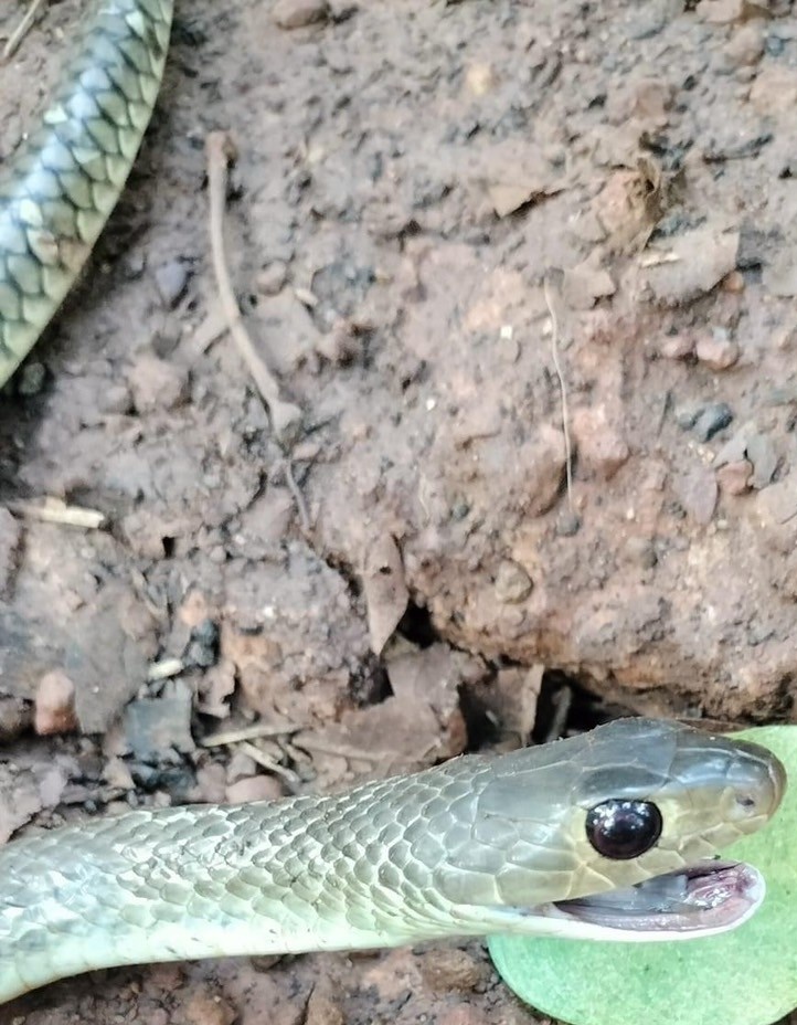 Detect And Classify 2 Single-label Classification Classification Model ...