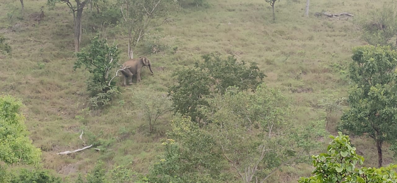 Elephant Detection Object Detection Dataset And Pre Trained Model By