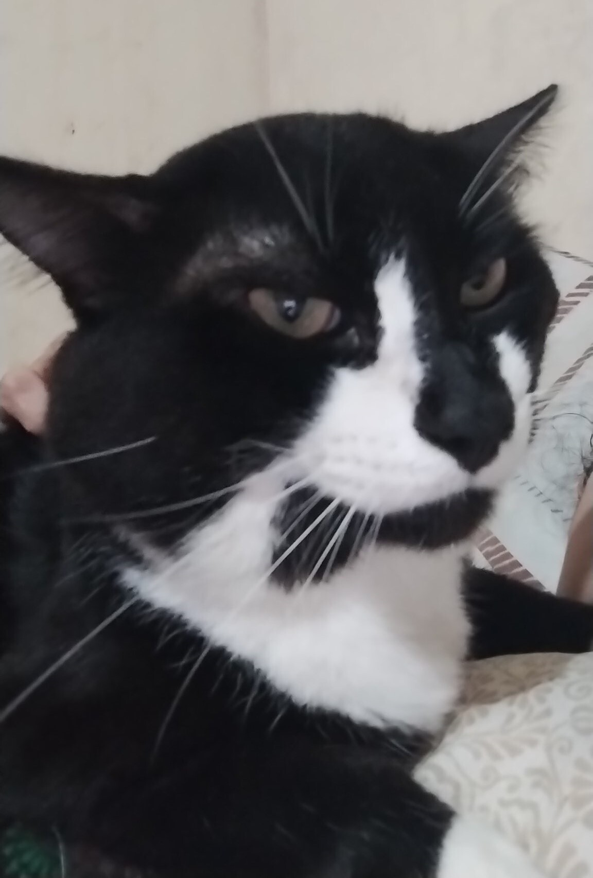 dog_cat Object Detection Model by ufpa