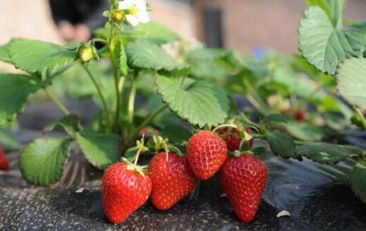 strawberry Object Detection Dataset by weqew