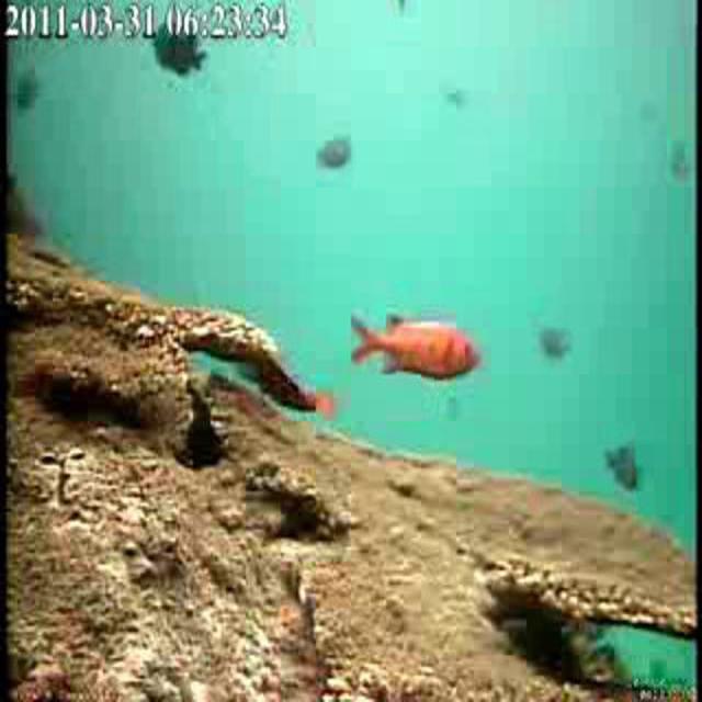 under water fish Object Detection Dataset by Fish