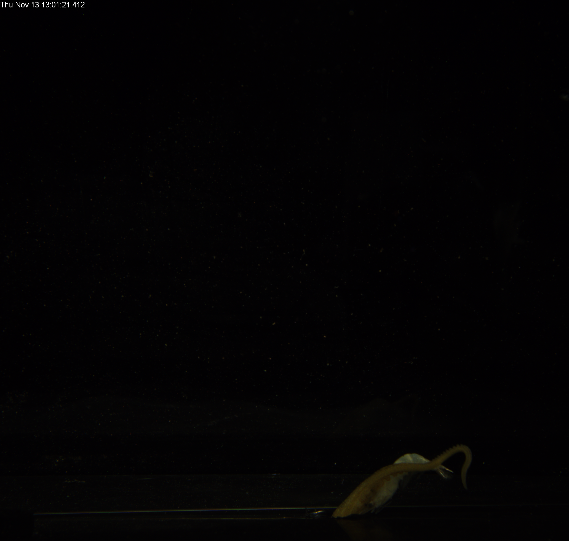 Arm 20260119 Object Detection Dataset by Octopus Dataset