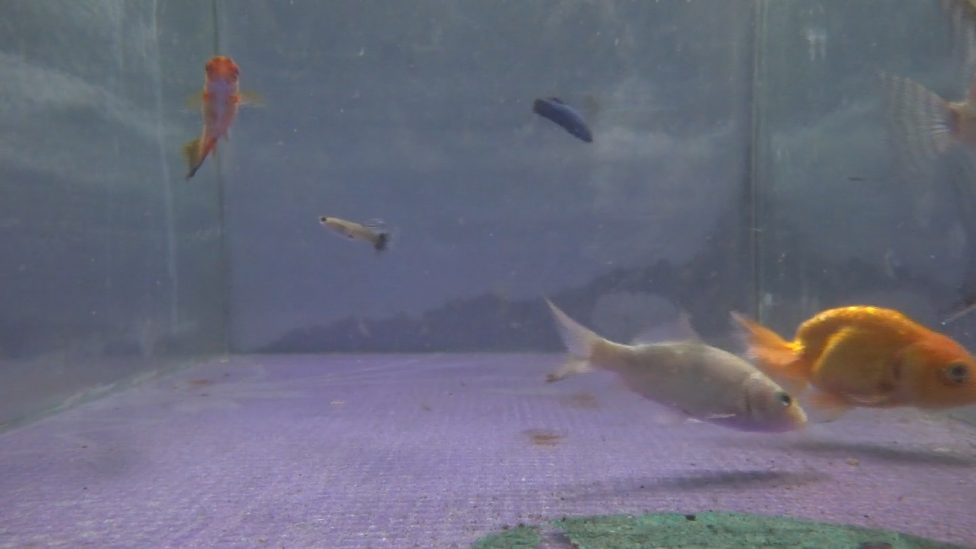 Ornamental Fish Object Detection Dataset by CPE 51