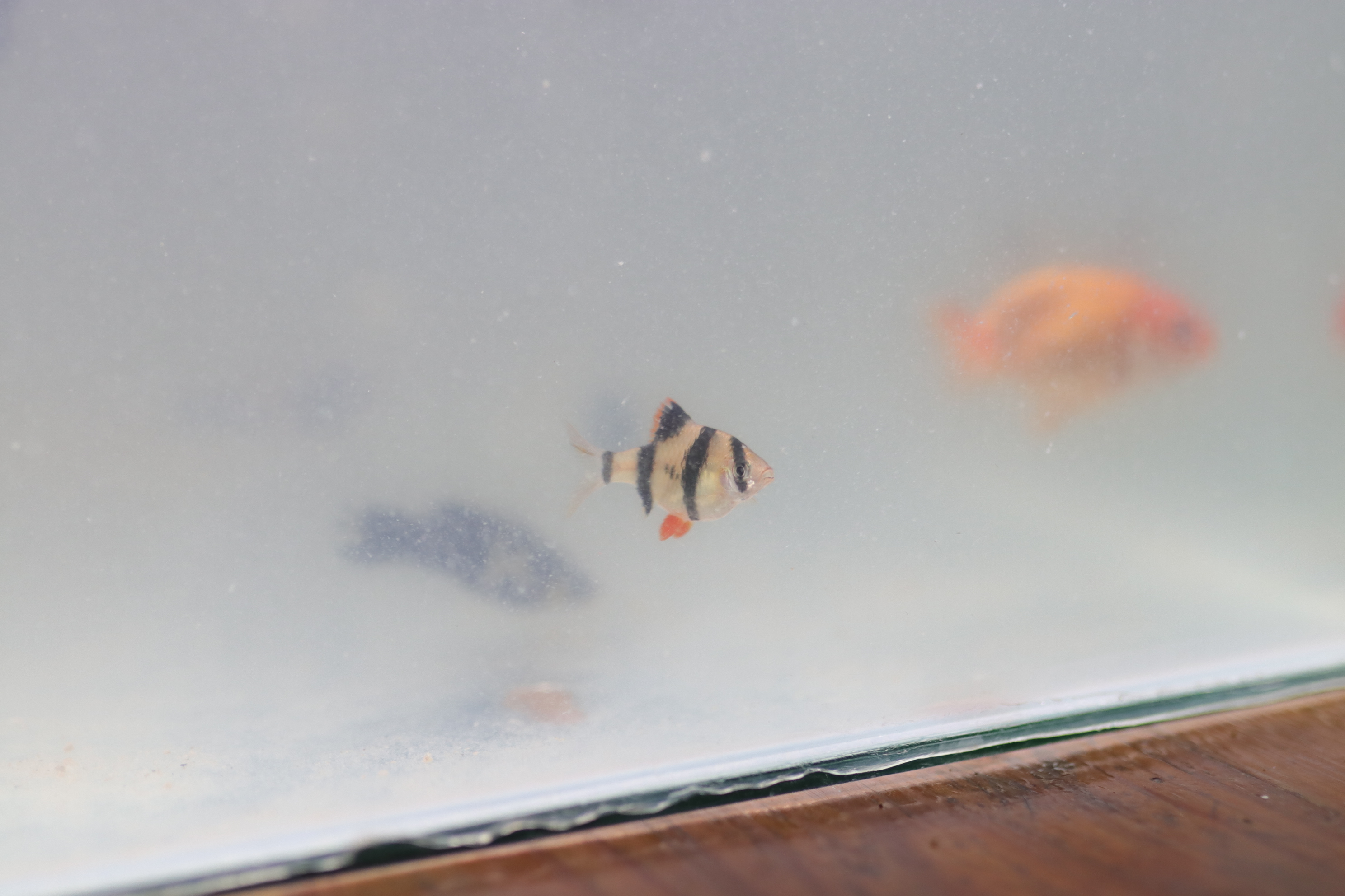 Ornamental Freshwater Fish Object Detection Dataset (v5, uncropped) by ... Ornamental Freshwater Fish Object Detection Dataset (v5, uncropped) by ...