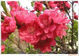 flower_detection&classification Object Detection Dataset and Pre-Trained Model by PSJ