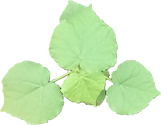 Plant ID Classification Dataset by Daniel Yanke