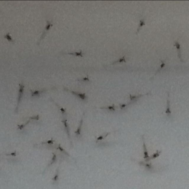 Deteksi Benur Udang Object Detection Dataset And Pre Trained Model By Teramina