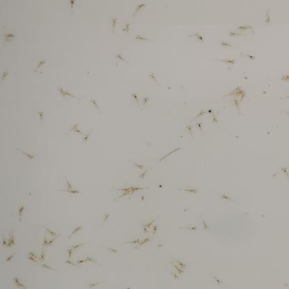 Shrimp Object Detection Model by Teramina