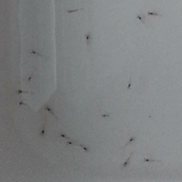 Pl Detection Object Detection Dataset And Pre Trained Model By Teramina