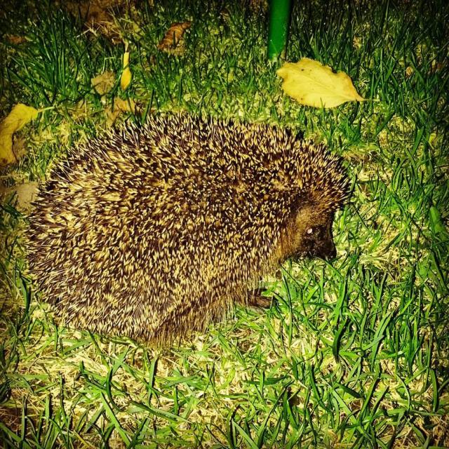 How to Use the animals detection Object Detection API