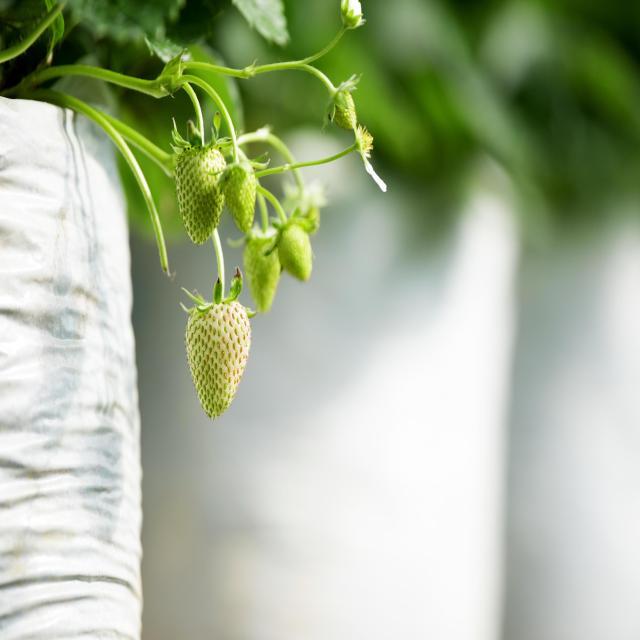 Fruit Object Detection Dataset By Fruit
