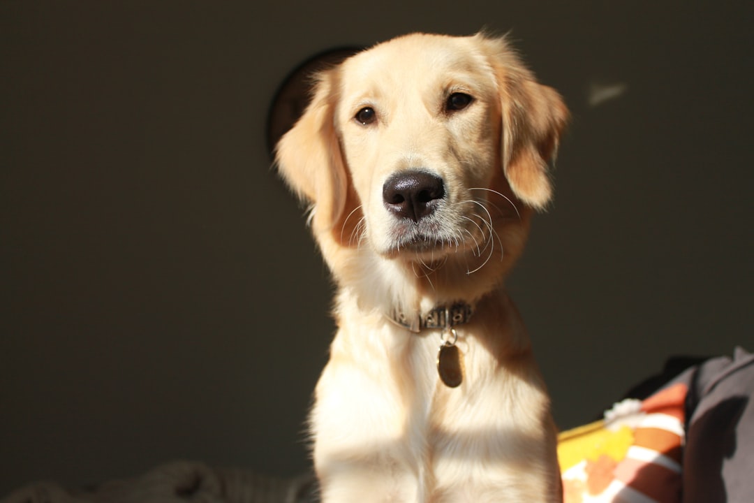 How to Use the Golden Retriever Object Detection API