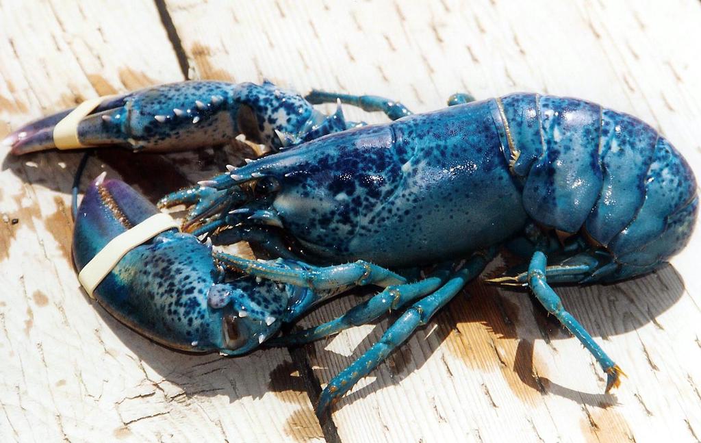 lobster Object Detection Dataset by SeeFood