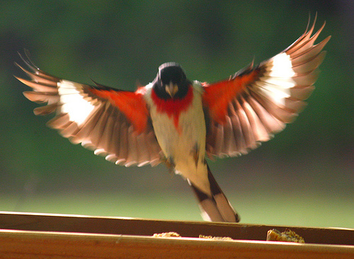 BIrd Object Detection Dataset by c