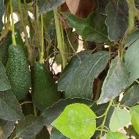 avocado (avocado-25ttq) - Roboflow Universe