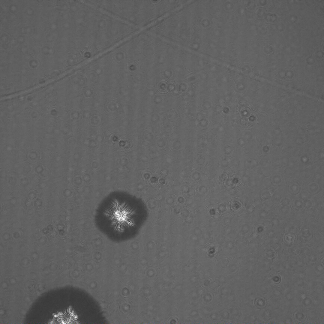 Bacteria Object Detection Dataset by Dogs