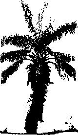 LiDAR Palm Height Object Detection Dataset by Testing Image Labelling