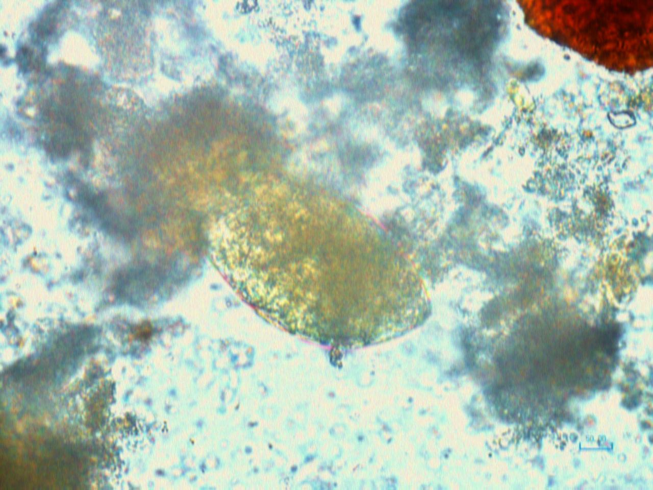 Hackathon Object Detection Model by Cornell University