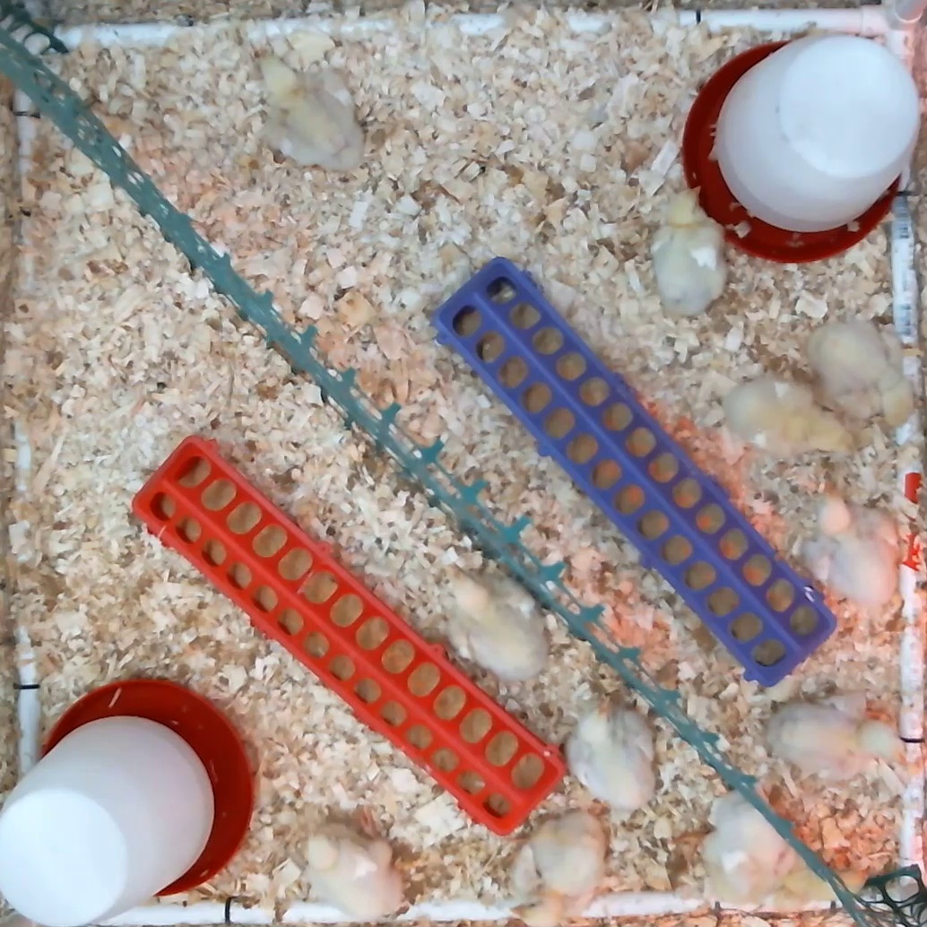 week 1 chicken Object Detection Dataset and Pre-Trained Model by ...