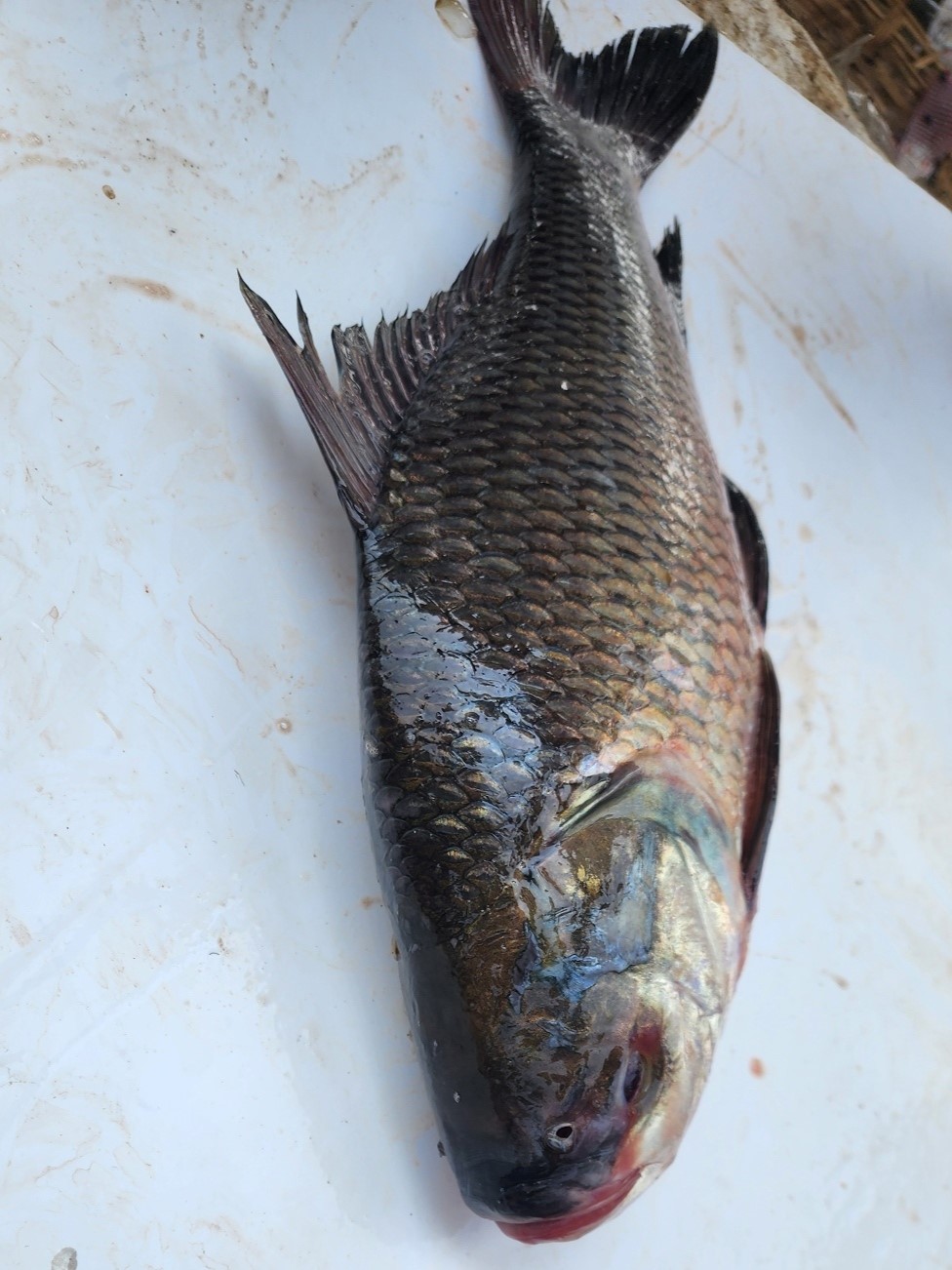 fish-yolo-specific Object Detection Dataset by Yolov8catla