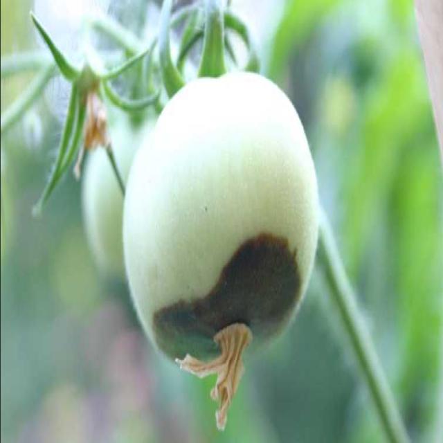 tomato_fruit Classification Dataset by plantdiseasedetection