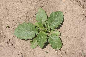 yabaniots Instance Segmentation Dataset and Pre-Trained Model by taco