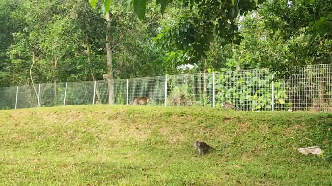 Monkey Detection Object Detection Dataset And Pre Trained Model By