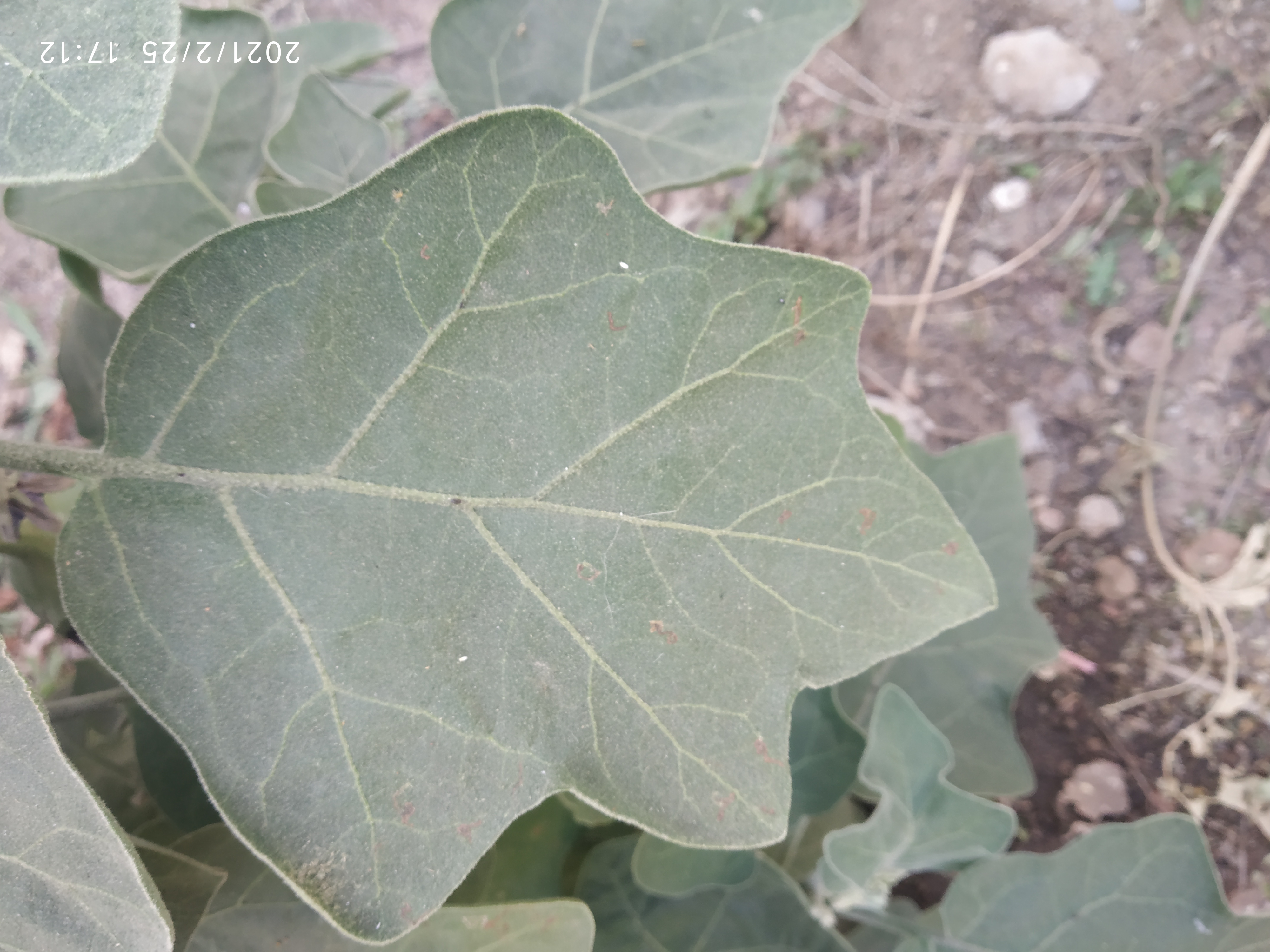 brinjal Instance Segmentation Model by ar