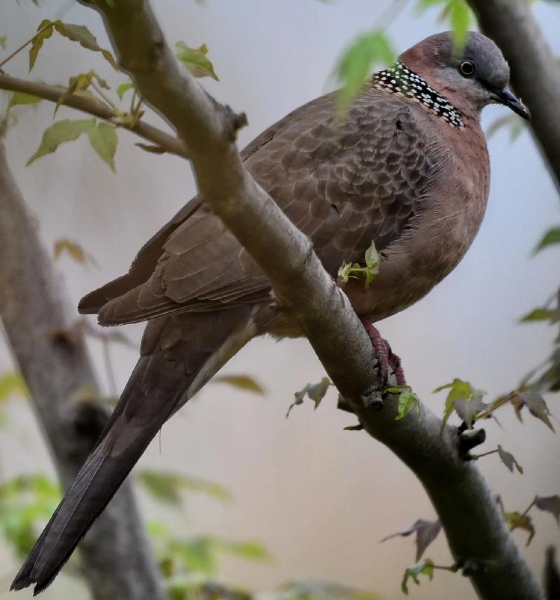 Bird images Classification Classification Dataset by bolo