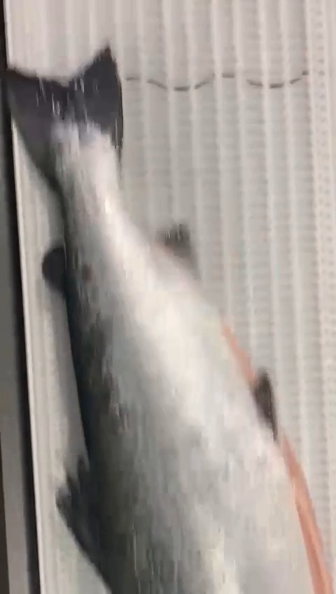 Salmon Final Object Detection Dataset By Peces