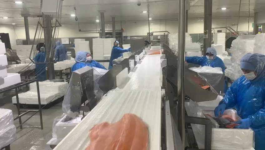 Peces 4 Object Detection Dataset By Peces