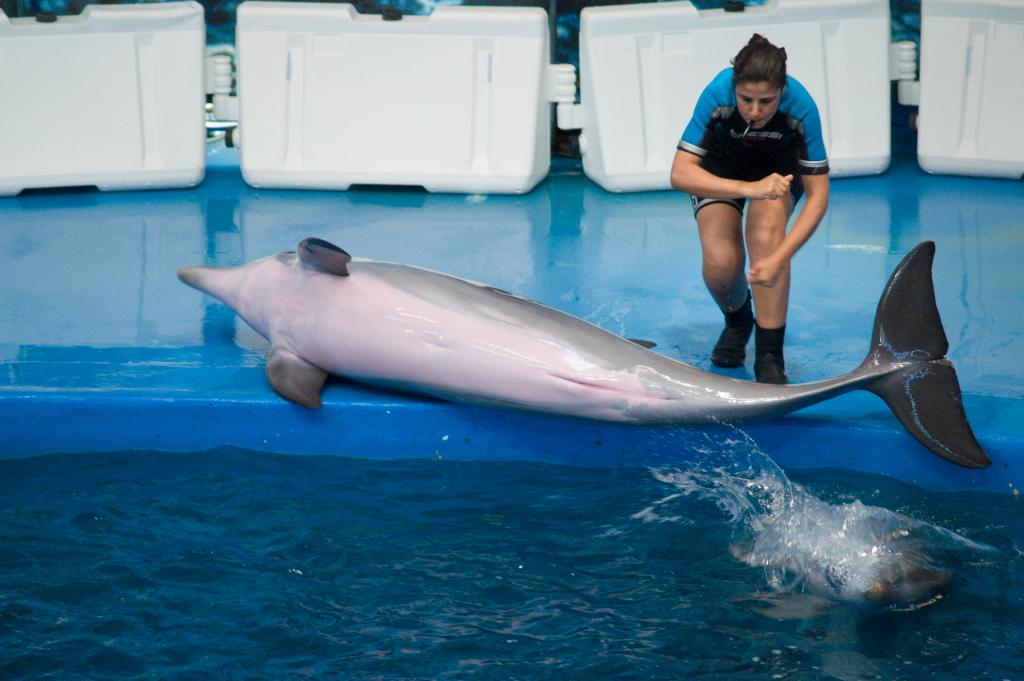 Fish_Detection_v2 Object Detection Model by Primary