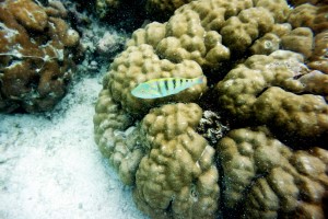 Sea Animals Classification Model (v1, Version1) by DanaEssam8B