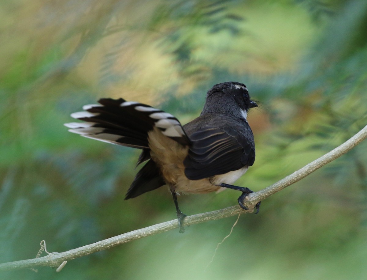 YOLOv5 Birds Object Detection Dataset and Pre-Trained Model by Bird