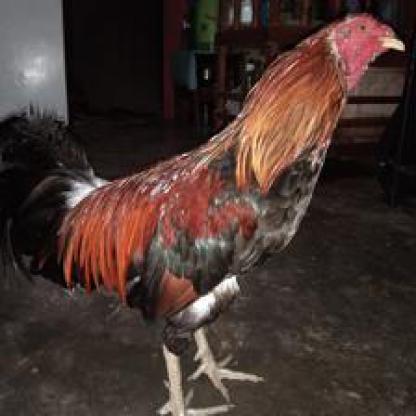 Chicken detection Object Detection Dataset by Magnus Gabriel