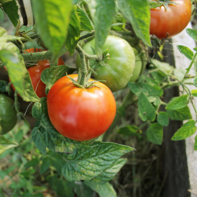 tomato-news Object Detection Dataset and Pre-Trained Model by project-hrtya