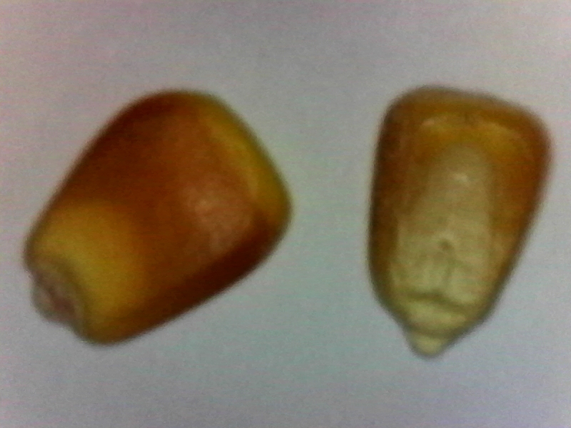 Corn Object Detection Model By Francois Mondou