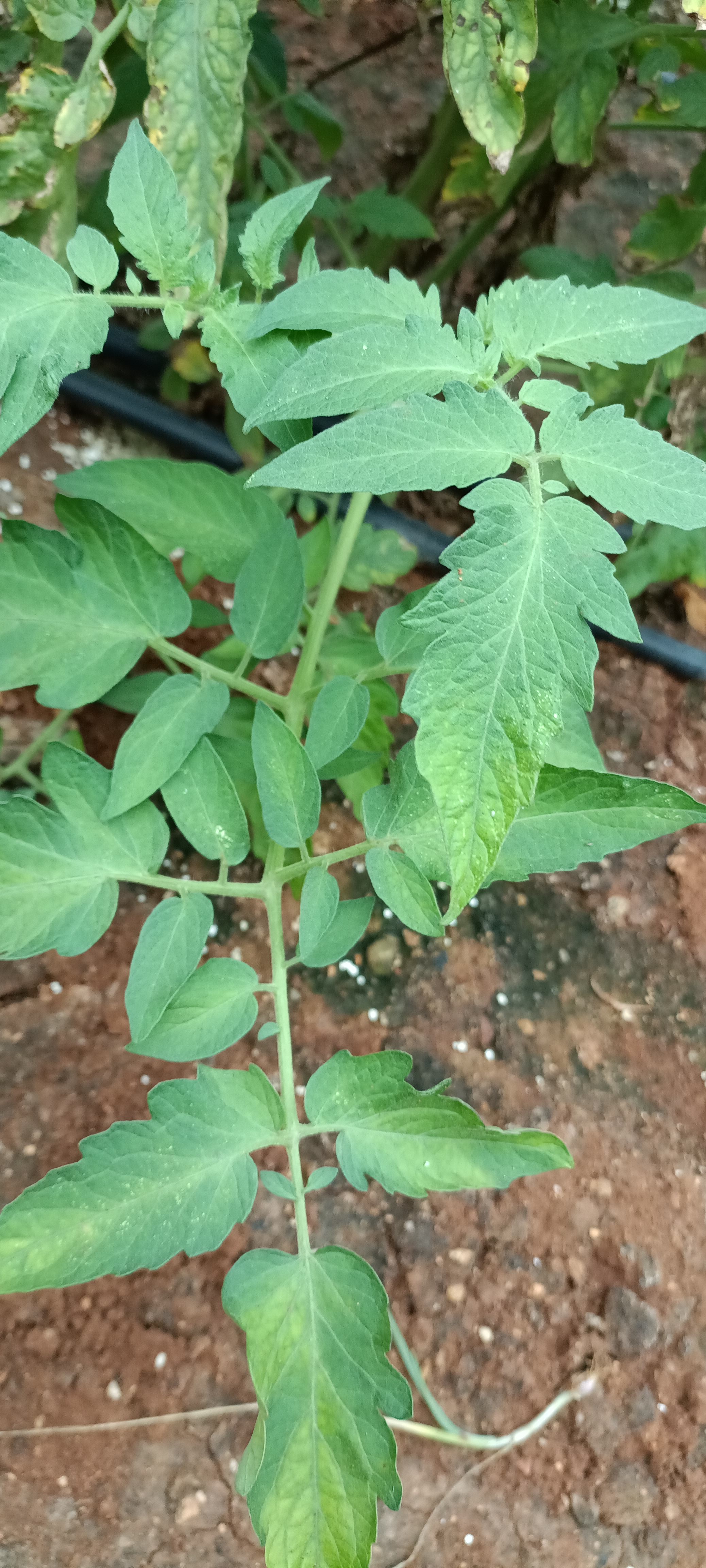 Rura - Roboflow Universe