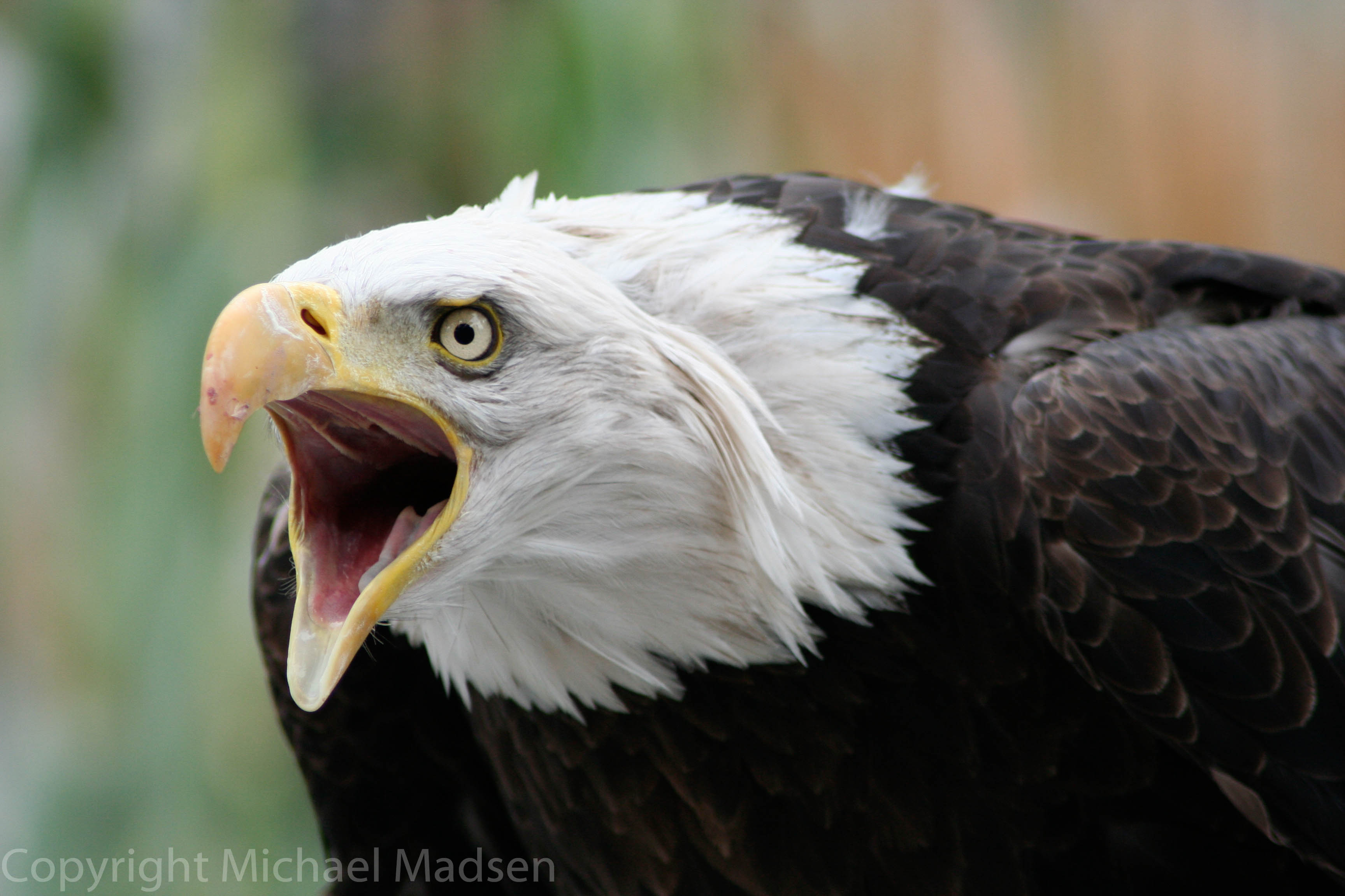 Eagle Object Detection Dataset by Mateo Ojeda