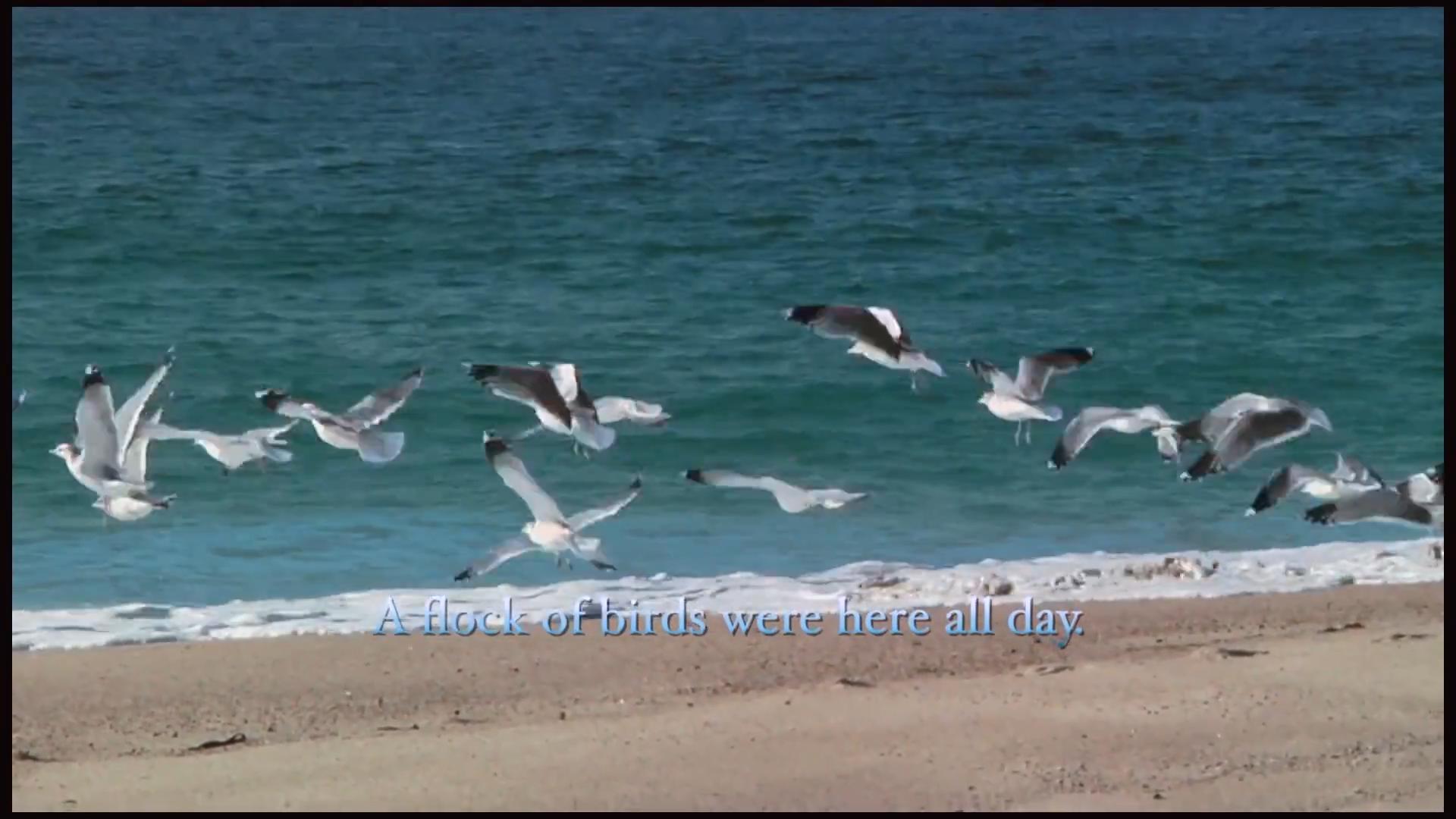 birds-1 Object Detection Dataset and Pre-Trained Model by yasser eldemerdash