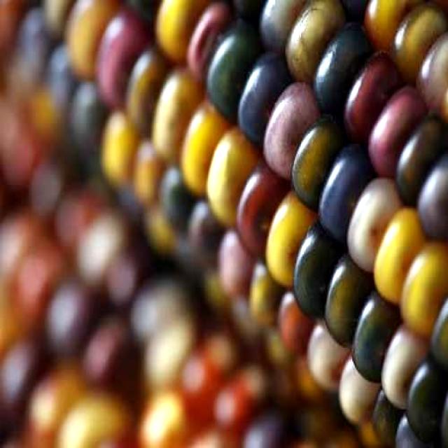 HealthyAssCorns Object Detection Dataset and Pre-Trained Model by Corny