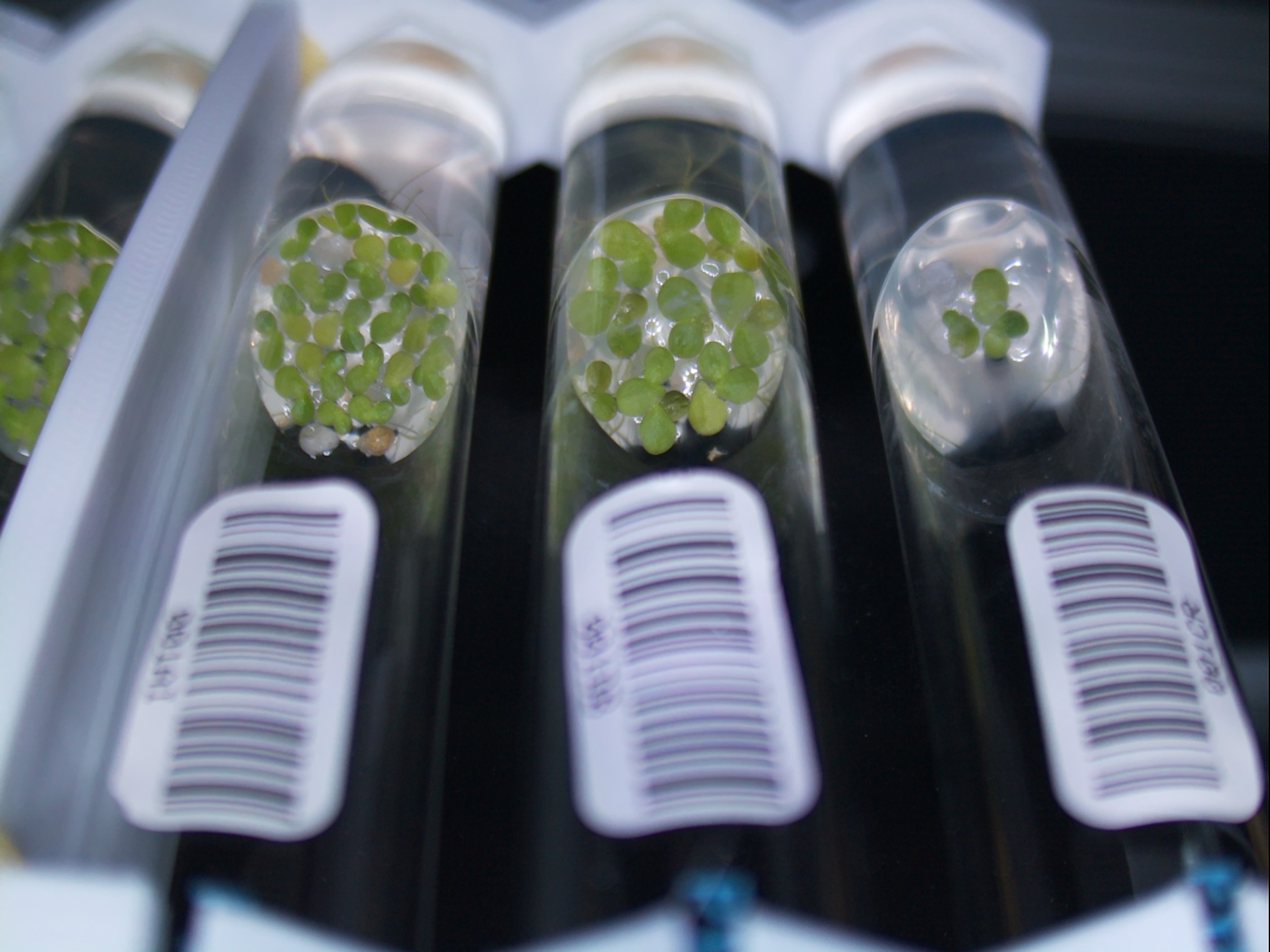 Duckweed Validation Set Instance Segmentation Dataset by Sartor Lab