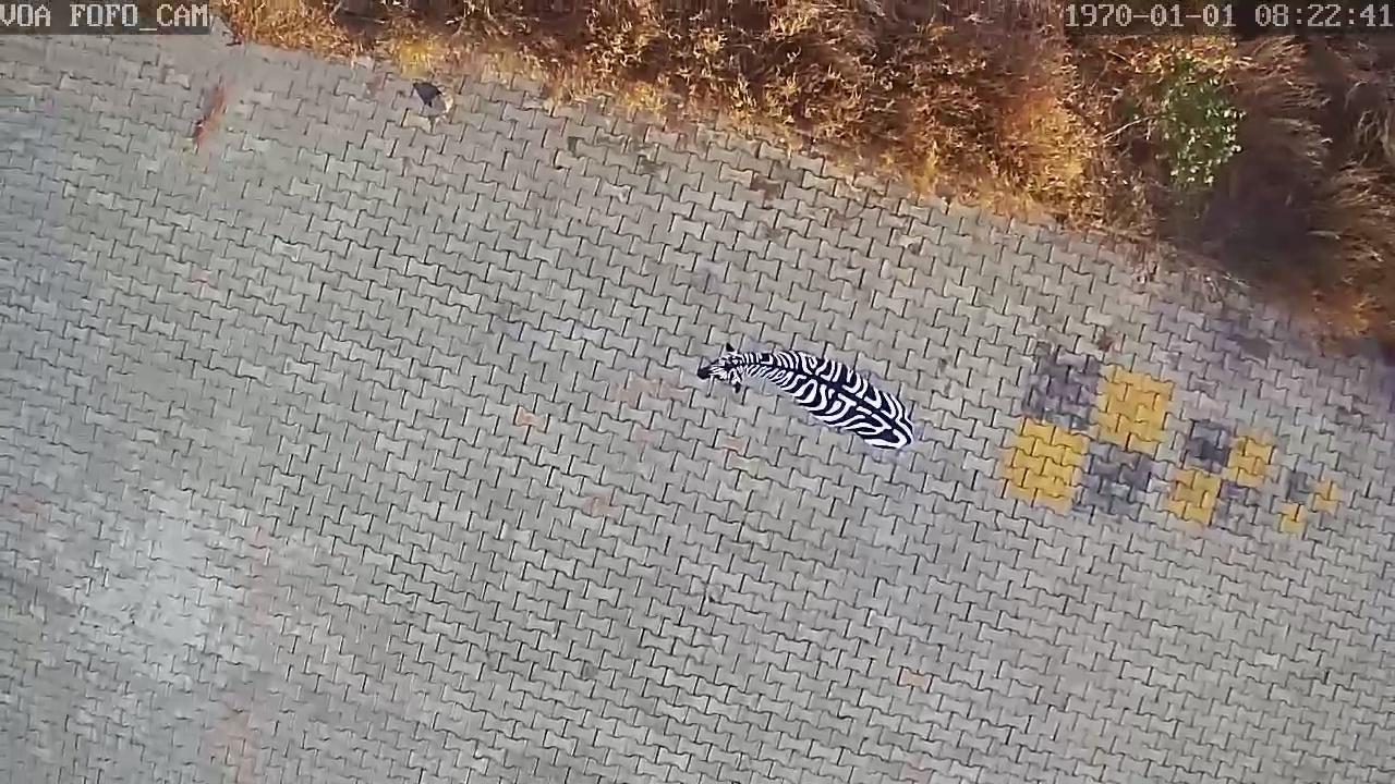 Zebra Object Detection Dataset and Pre-Trained Model by Junior