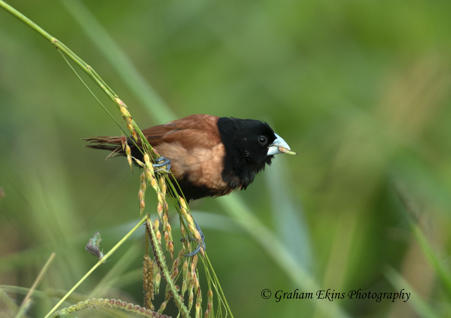 Chestnut Munia - Roboflow Universe