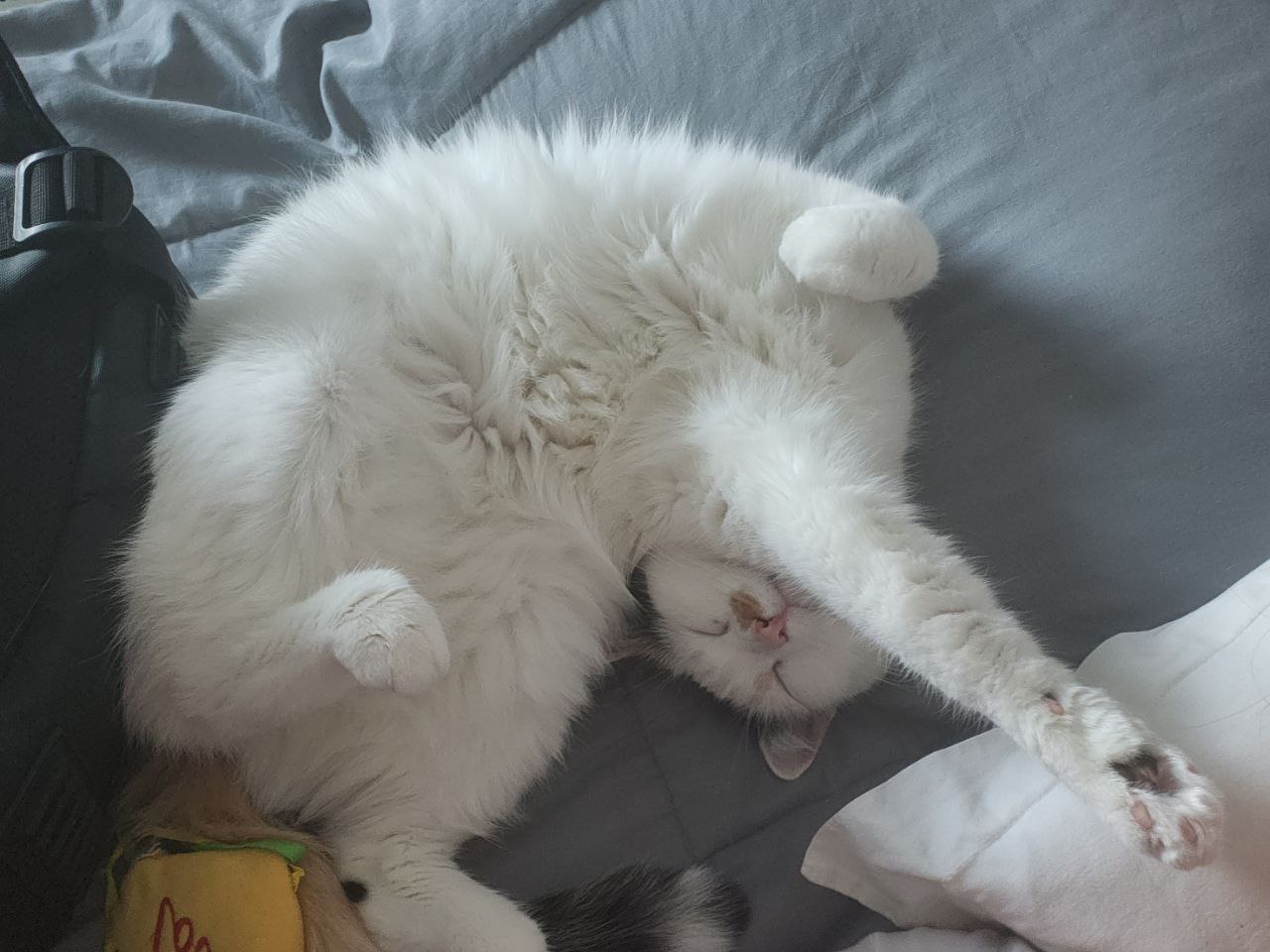 Cats Detection Object Detection Dataset By Catsaicompanion