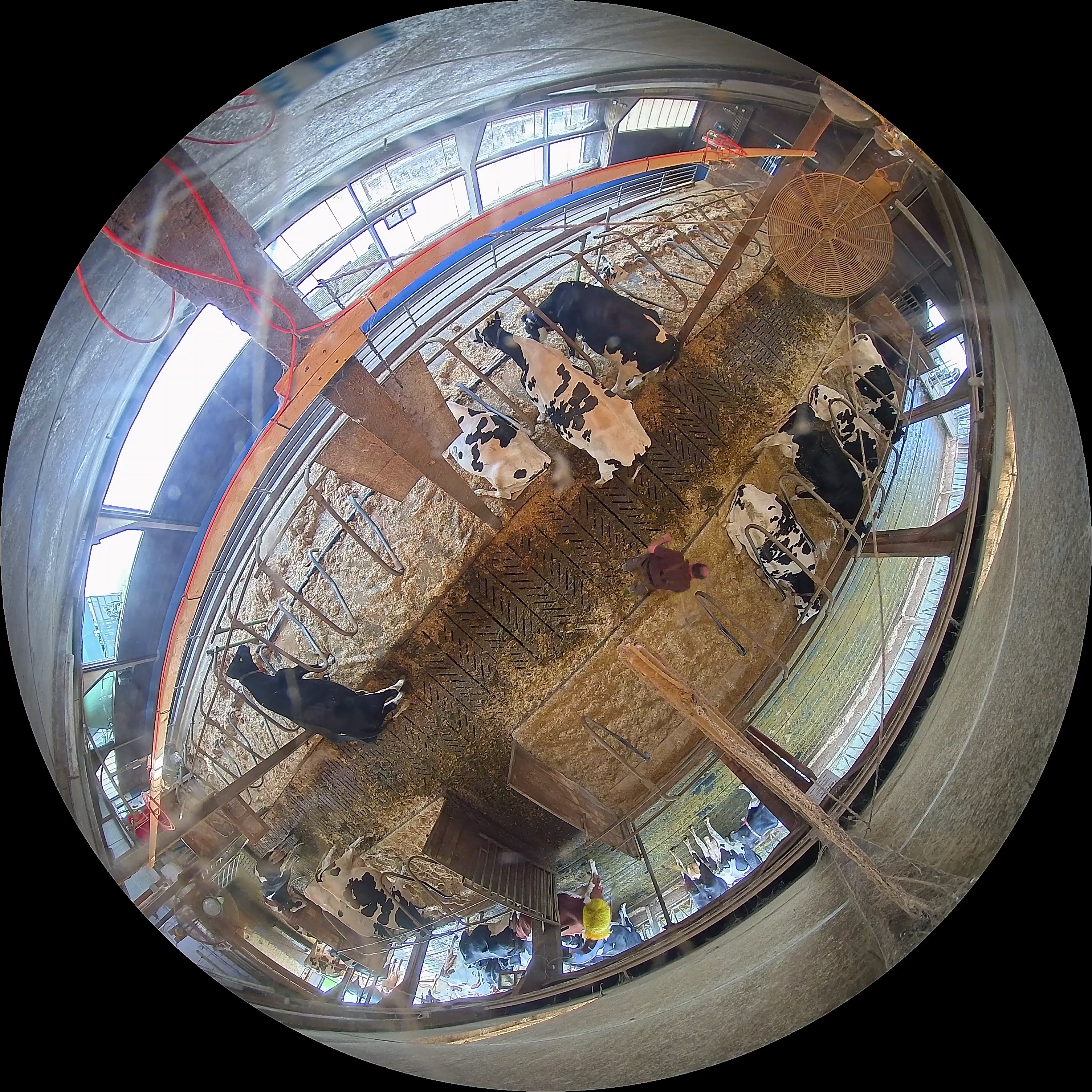 Cow Stable Object Detection Model by Universitt Osnabrck