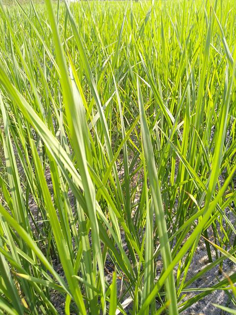 paddy field Classification Dataset by wheat